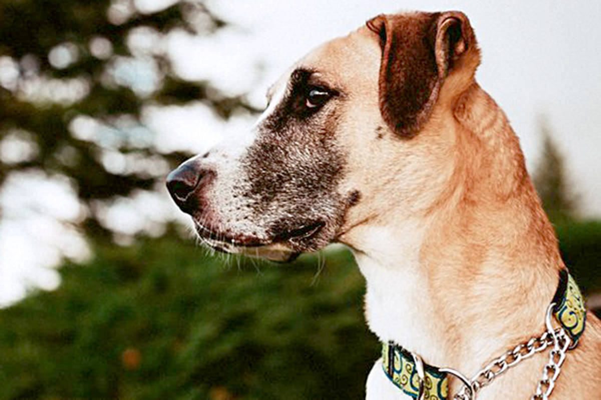 Langley Animal Protection Society – Langley Volunteer Bureau